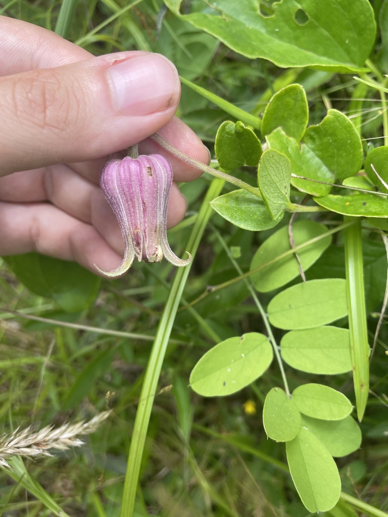 Netleaf Leather Flower from Sumter National Forest, Modoc, SC, US on ...