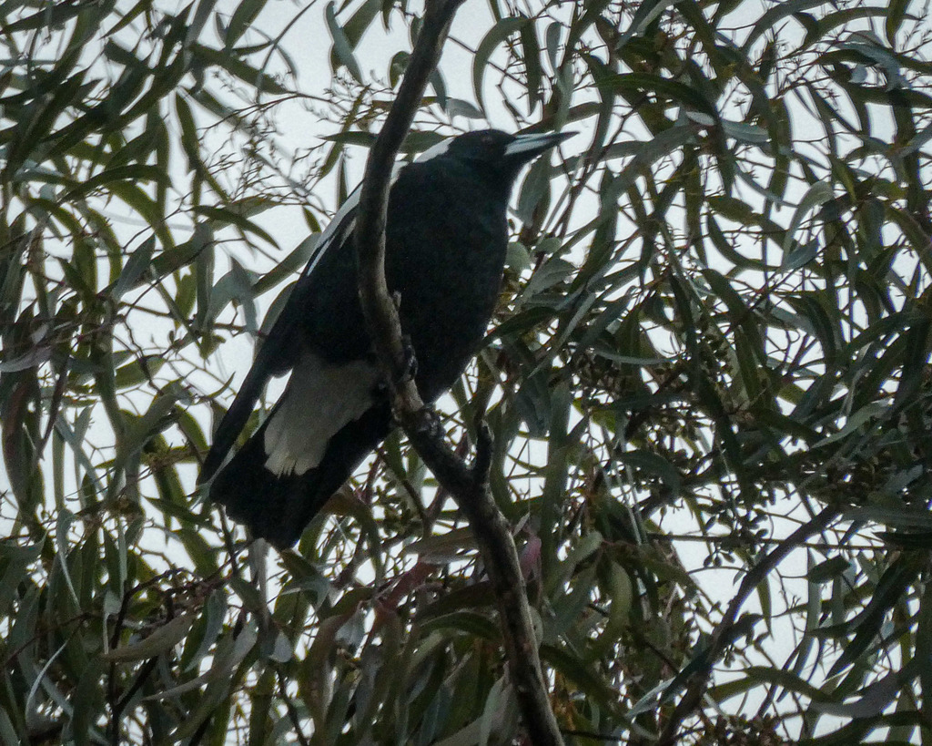 Australian Magpie from Blackburn Lake Sanctuary VIC 3130, Australia on ...