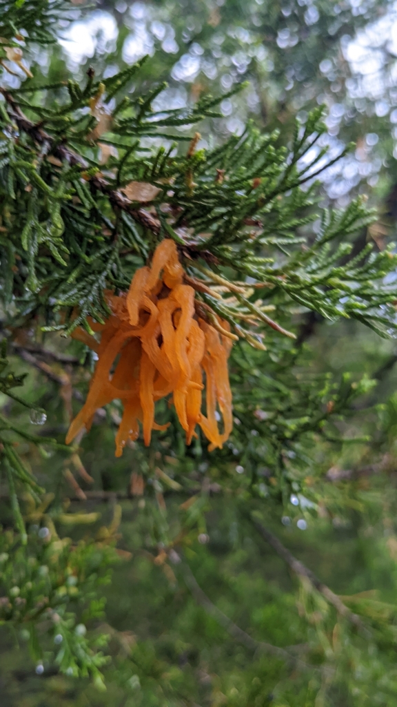juniper-apple rust from Belmont, Plainfield Charter Township, MI 49306 ...