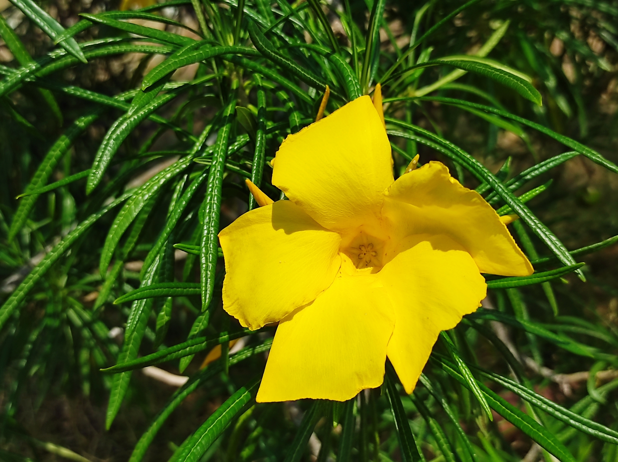 Cascabela thevetioides (Kunth) Lippold