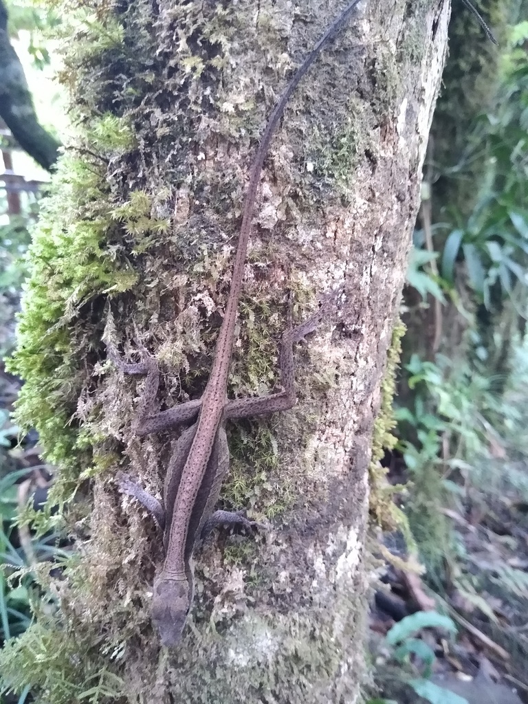 Border Anole from Puntarenas, Puntarenas, Costa Rica on May 17, 2022 at ...