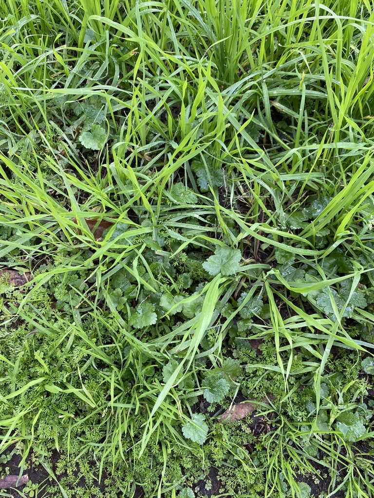 Carolina Bristlemallow from Henry Lawson Drive, East Hills, NSW, AU on ...