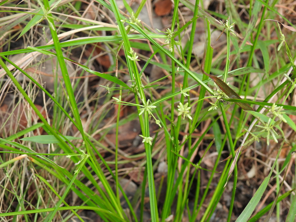 Australian flatsedge from Talegalla Weir QLD 4650, Australia on May 26 ...