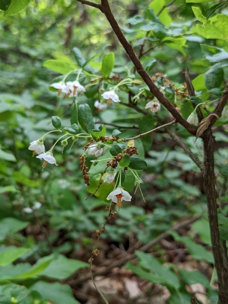 deerberry from Middletown, MD 21769, USA on May 25, 2022 at 02:48 PM by ...