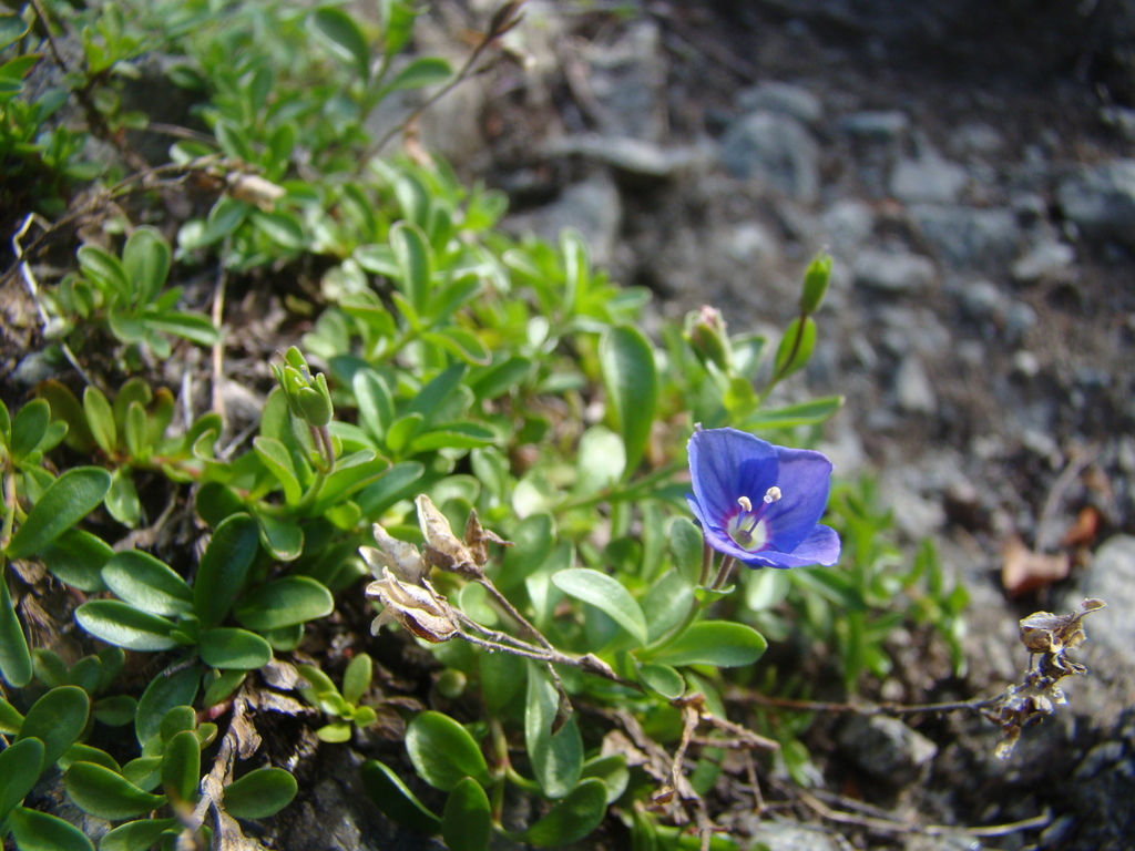 Rock Speedwell from Ловозерский р-н, Мурманская обл., Россия on August ...