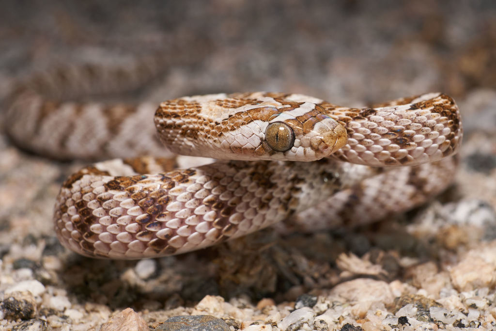 Lyre Snakes (Trimorphodon) - Snakes and Lizards