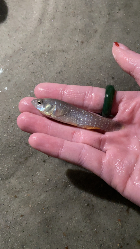 Typical Killifishes from Jacksonville Beach on May 26, 2022 at 12:27 AM ...