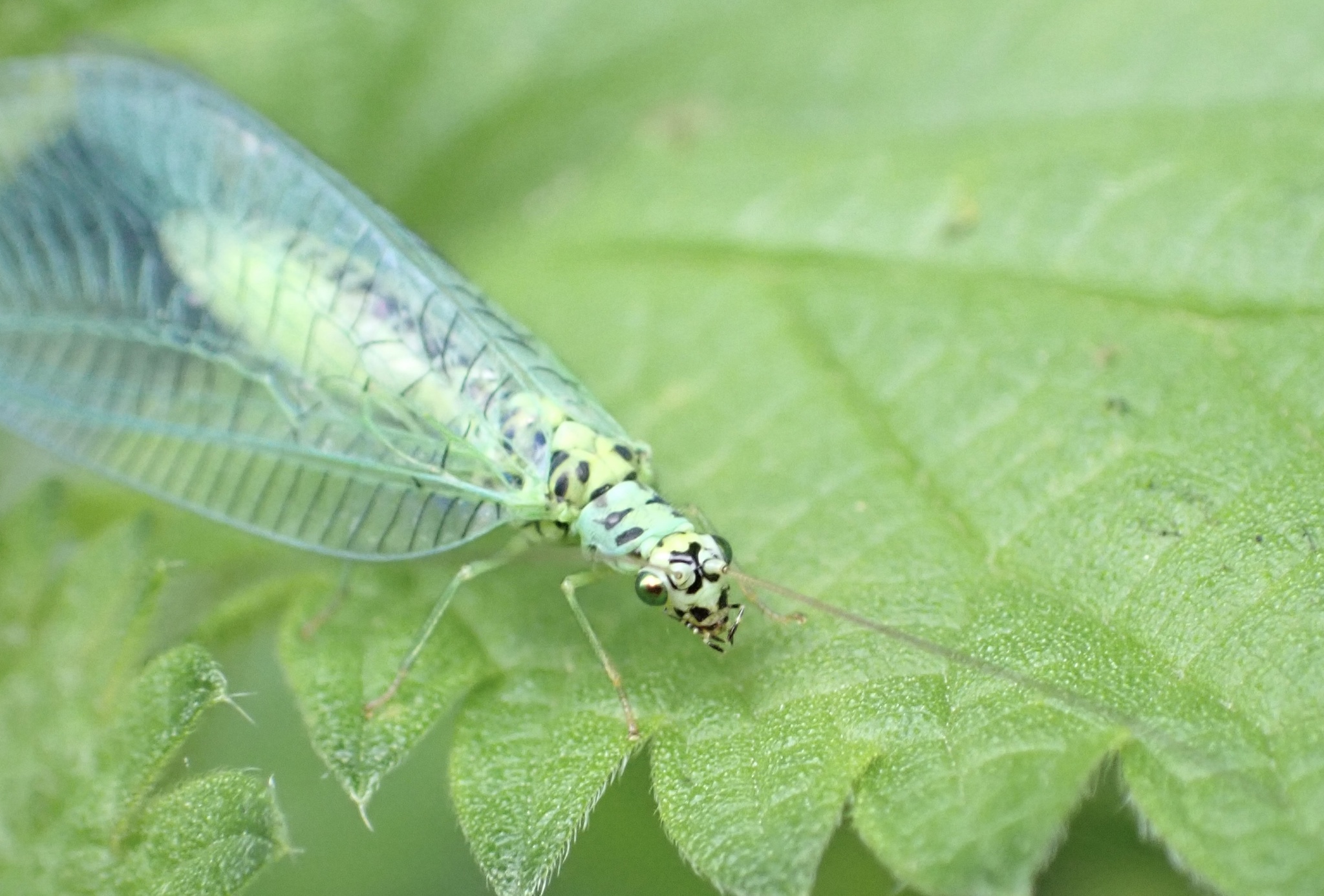 Chrysopa perla (Linnaeus, 1758)