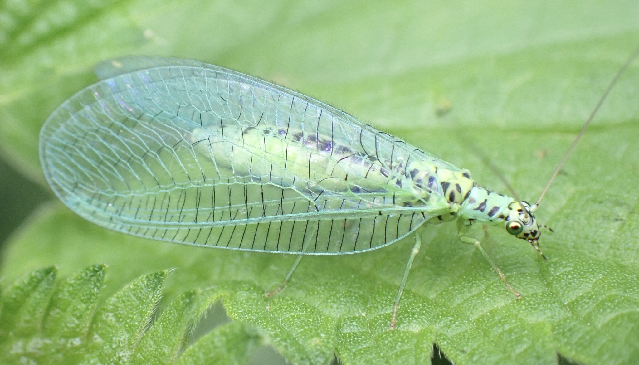 Chrysopa perla (Linnaeus, 1758)