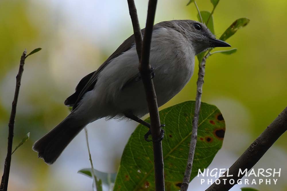 Grey Whistler from Middle Point NT 0822, Australia on May 11, 2022 at ...