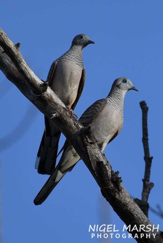 Peaceful Dove from Kakadu NT 0822, Australia on May 11, 2022 at 05:56 ...