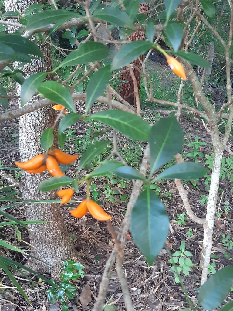 Banana Bush from The Gap QLD 4061, Australia on May 26, 2022 at 04:16 ...
