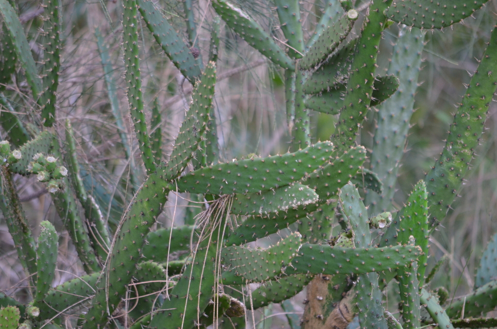 Lion's Tongue Cactus from Sydney NSW, Australia on May 26, 2022 at 03: ...