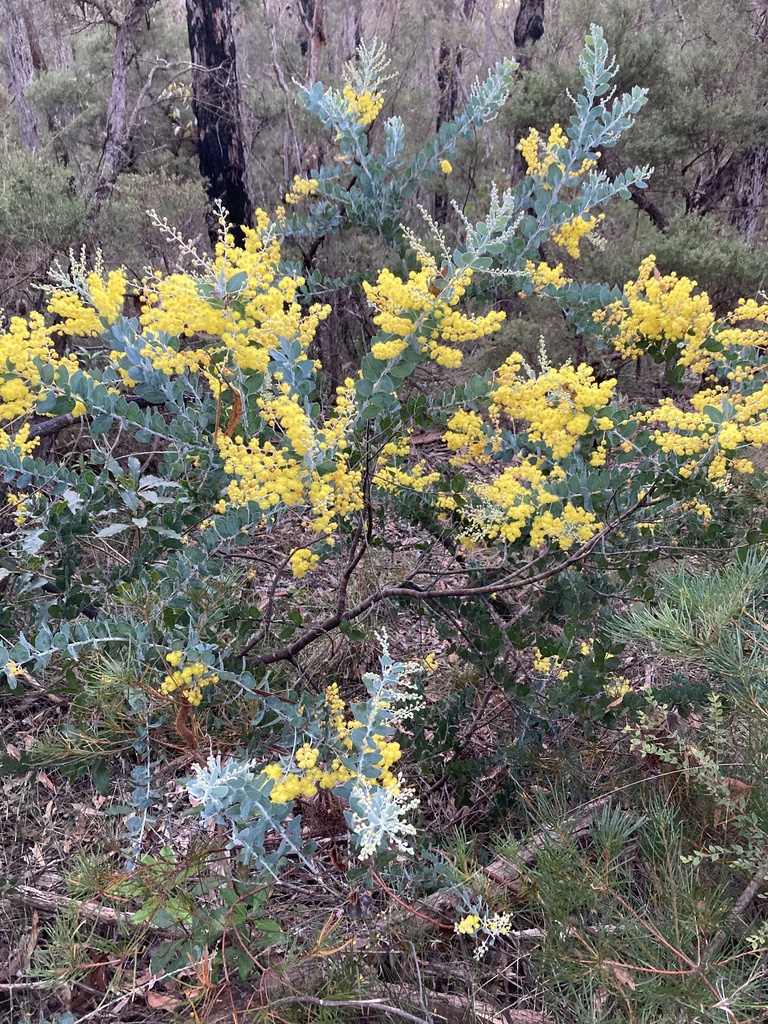 Queensland silver wattle from Warrimoo, NSW, AU on May 26, 2022 at 04: ...
