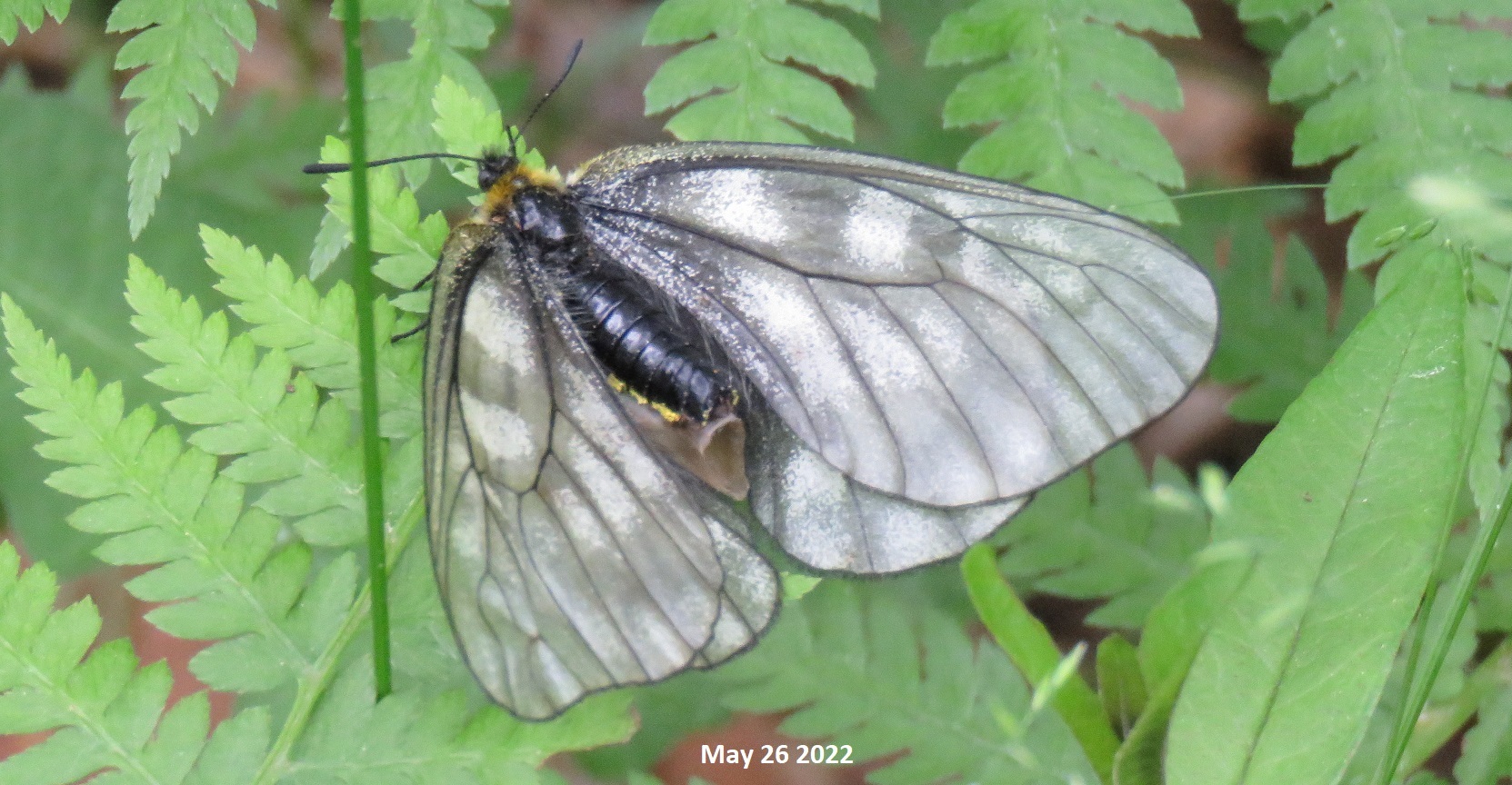 Parnassius stubbendorfii Ménétriés, 1849
