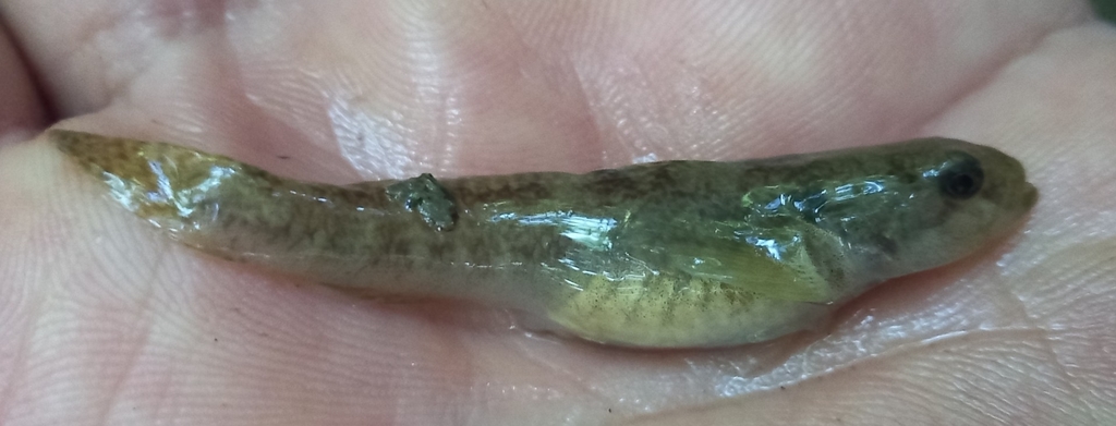 Padanian goby from Asti, Piemonte, IT on May 26, 2022 at 09:37 AM by ...