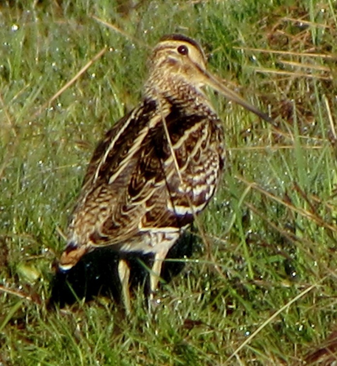 Great Snipe in May 2022 by Людмила Васильевна Батина · iNaturalist