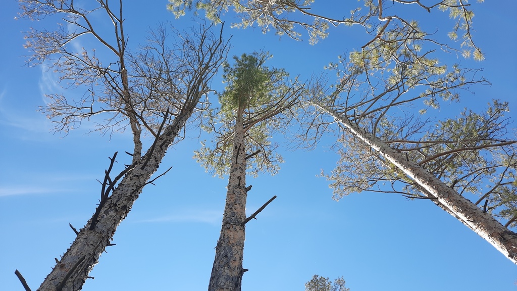 Scots pine from Yakutsk gorsovet, Sakha, Russia on May 22, 2022 at 04: ...