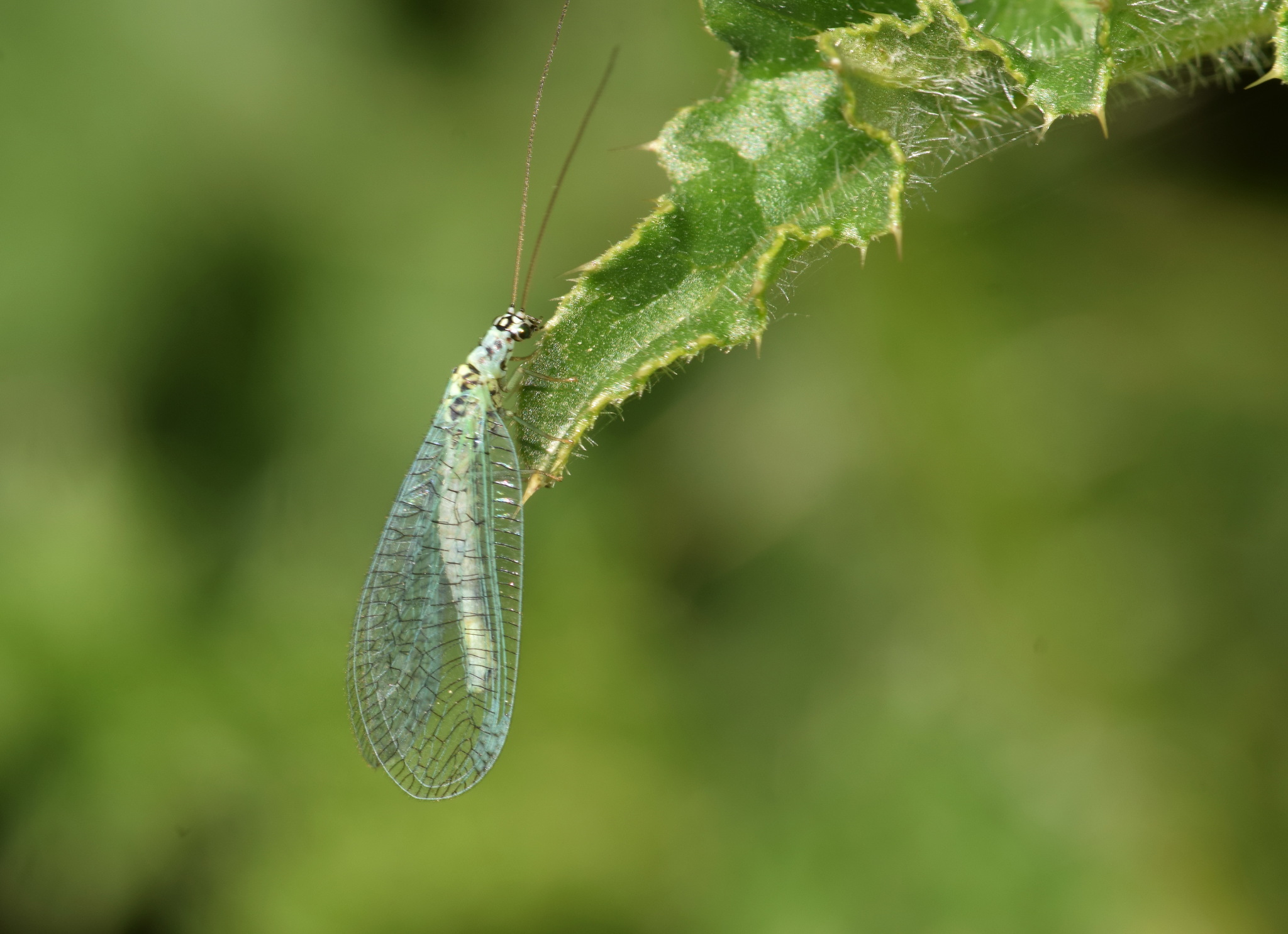 Chrysopa perla (Linnaeus, 1758)