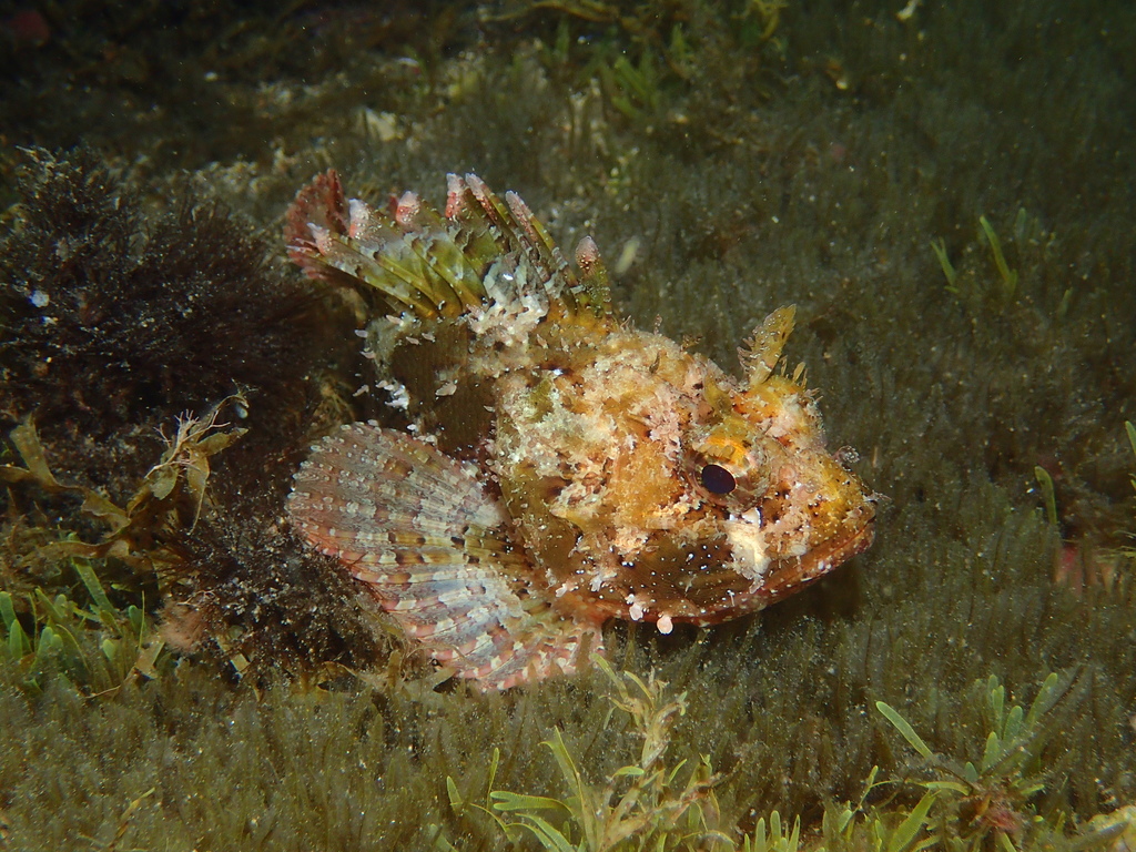 Black Scorpionfish (Scorpaena porcus) - Marine Life Identification