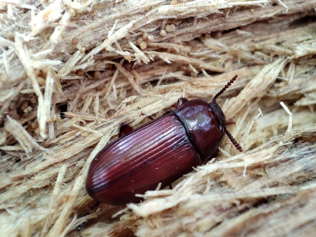 Uloma culinaris (Linnaeus, 1758)