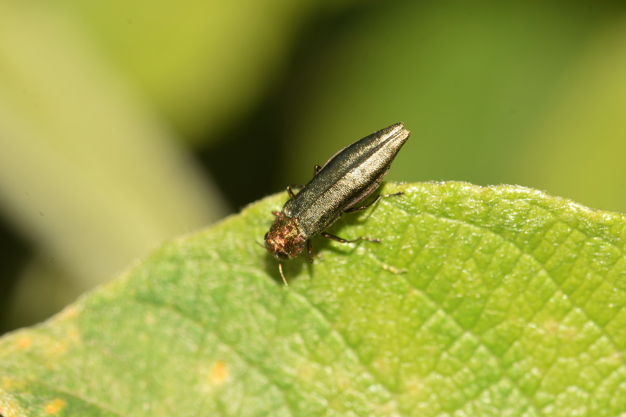 Agrilus viridis (Linnaeus, 1758)