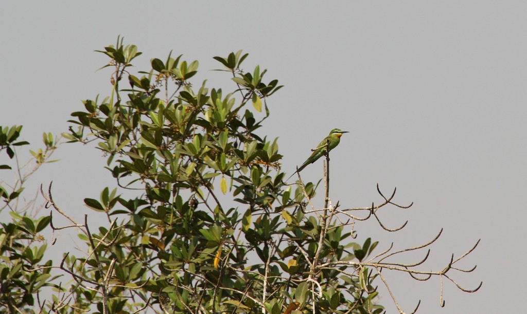 Blue-cheeked Bee-eater from Forécariah Prefecture, Guinea on January 23 ...