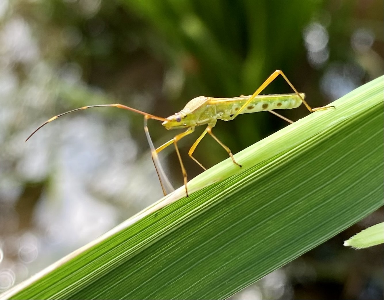 Leptocorisa oratoria (Fabricius, 1794)
