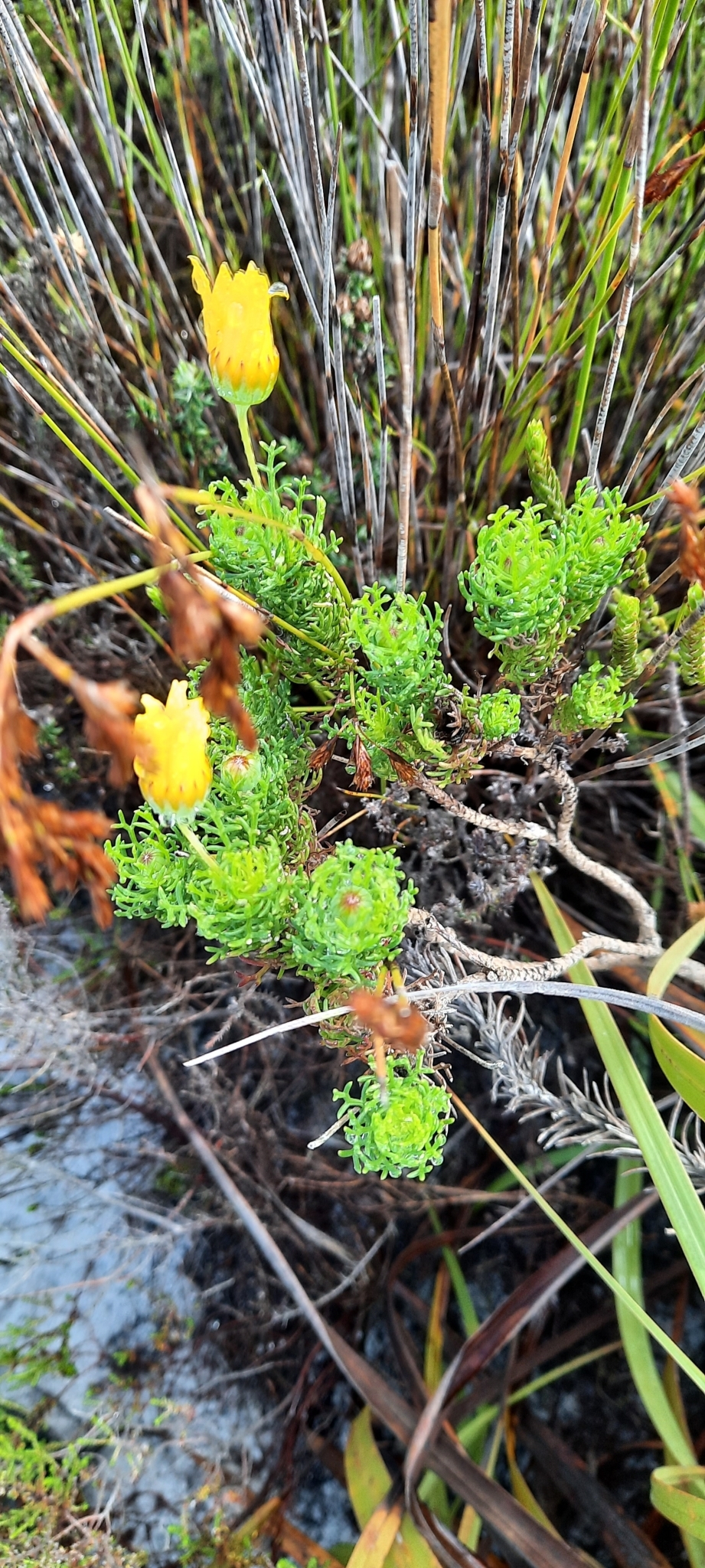 Othonna daucifolia J.C.Manning & Goldblatt