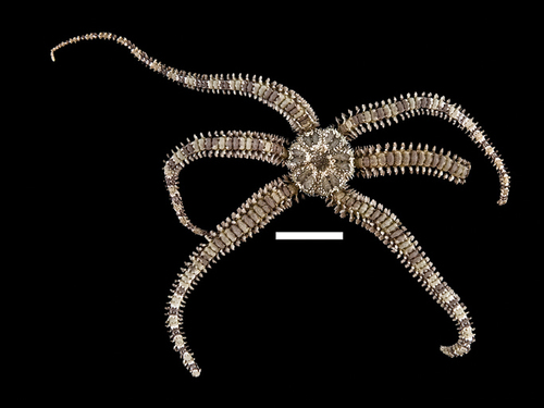 Little Six-arm Brittle Star (Ophiactis savignyi) · iNaturalist