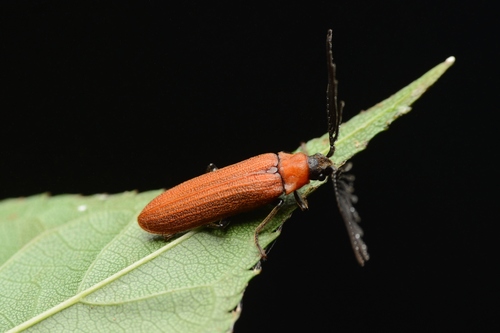 Simianus melanocephalus · iNaturalist