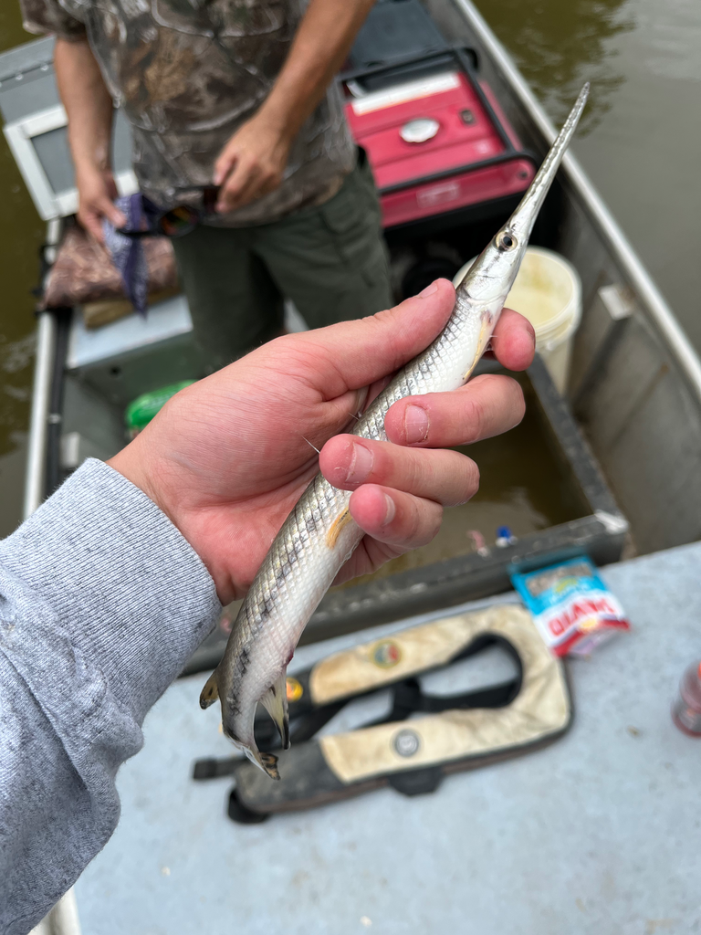 Longnose Gar from Georgetown County, SC, USA on May 25, 2022 at 12:36 ...