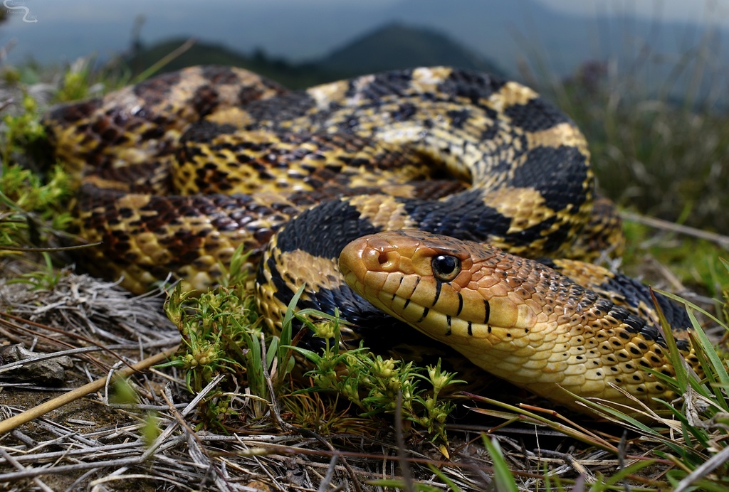 Mexican Bull Snake from Juchitepec, Edomex, MX on October 20, 2021 at ...