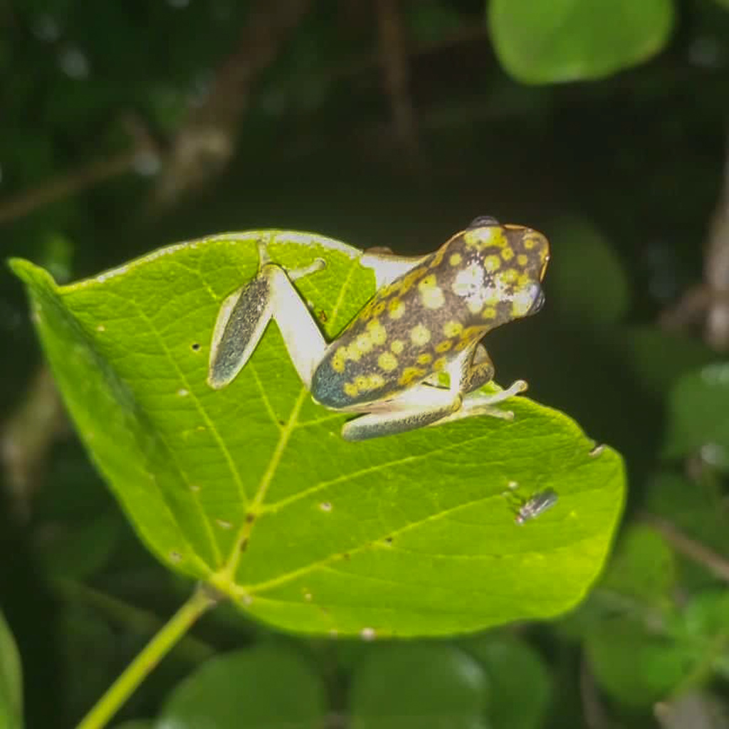 Common Reed Frog from Upendo Conservation Area on May 25, 2022 by ...