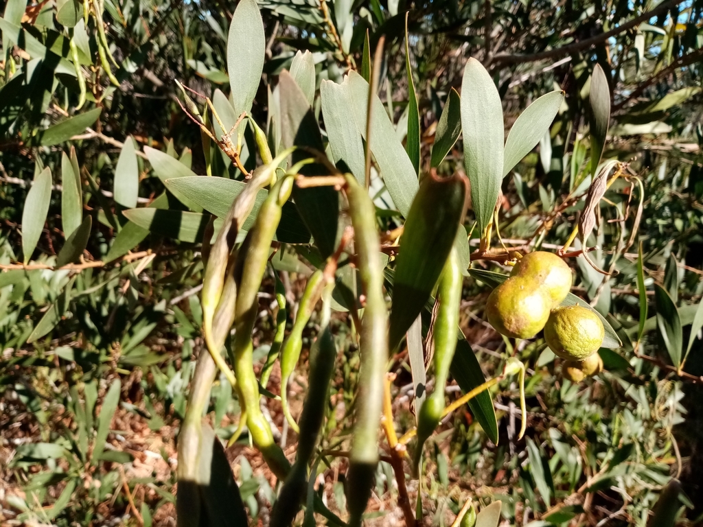 Longleaf Wattle Gall Wasp from Santo André, 7500 Santiago do Cacém ...
