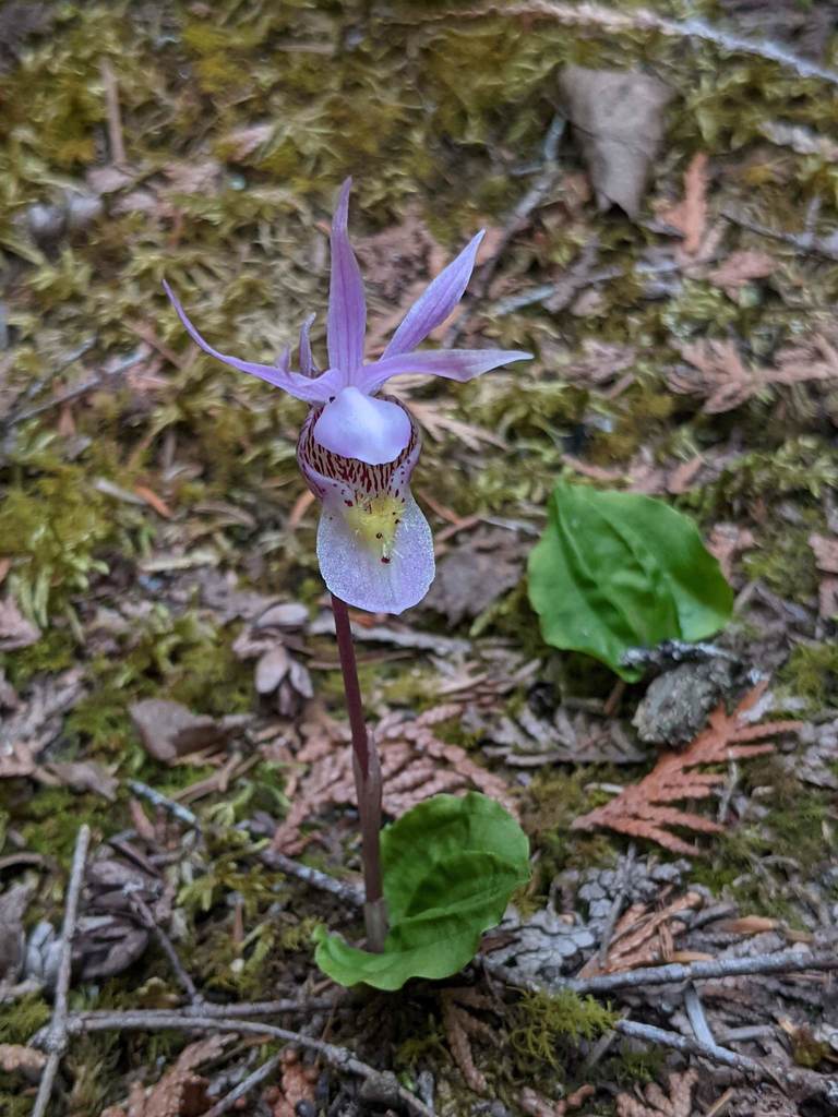 Eastern Fairy-slipper in May 2022 by Alex Graeff · iNaturalist