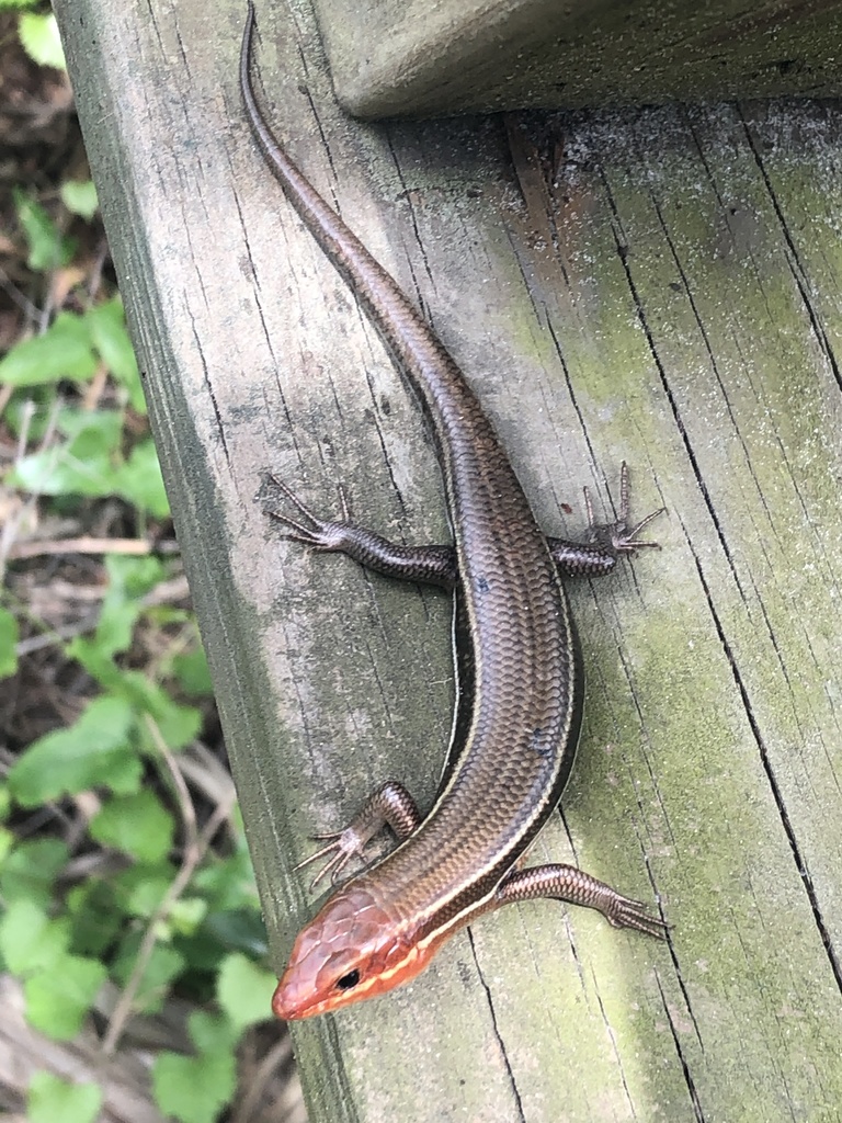Southeastern Five-lined Skink from Cumberland Island, Woodbine, GA, US ...