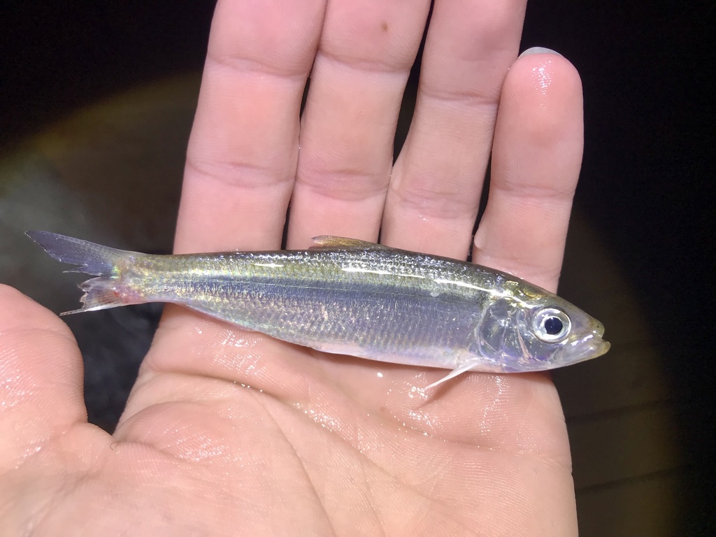 Blueback Shad in May 2022 by Clara Dandridge · iNaturalist