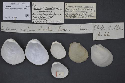 Limaria rotundata · iNaturalist