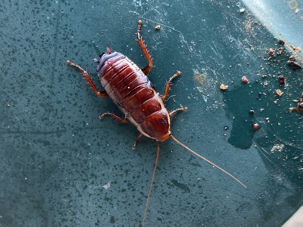Florida Woods Cockroach from Fripp Island, Beaufort, SC, US on May 26 ...