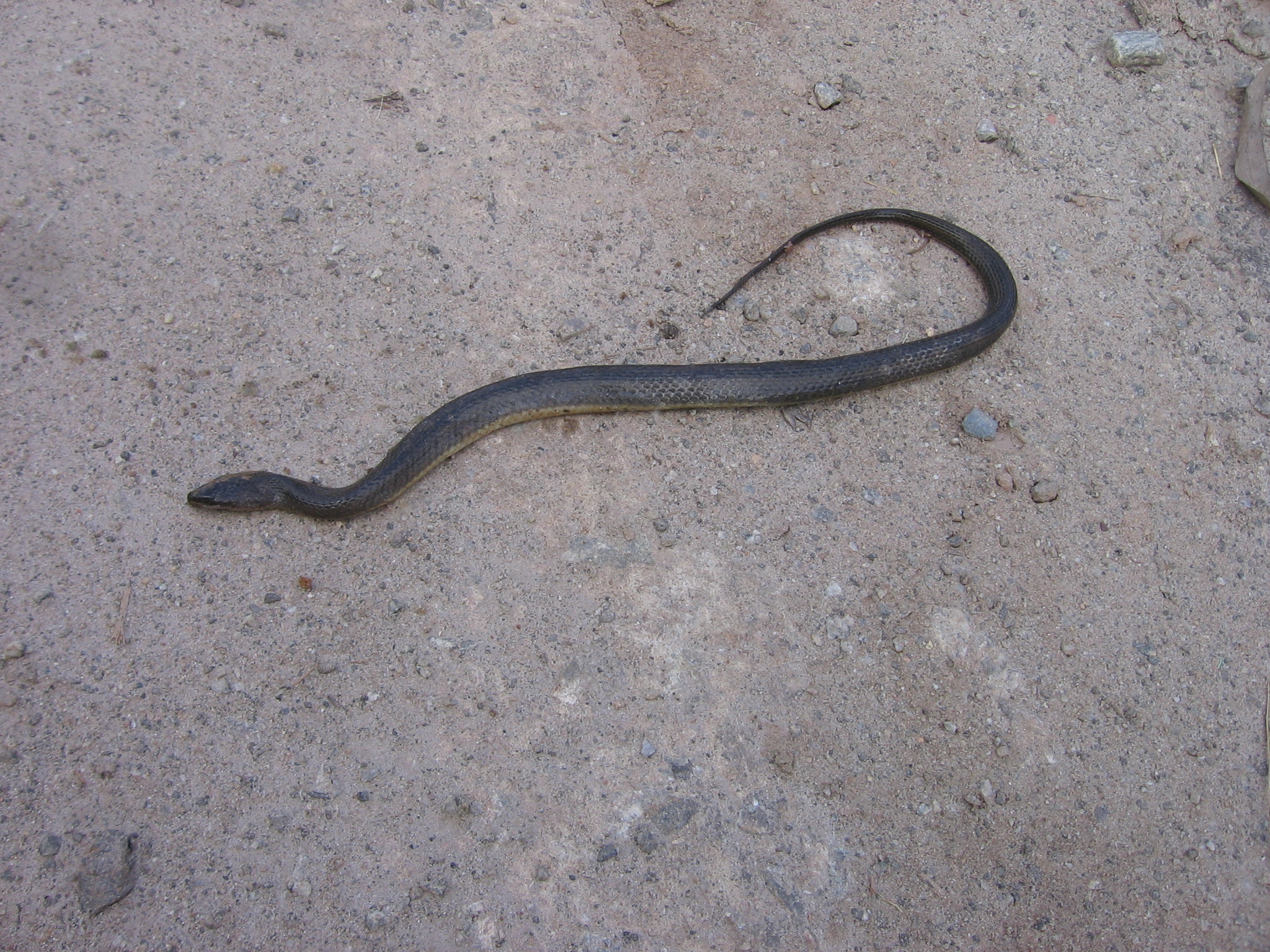 Helicops modestus Günther, 1861