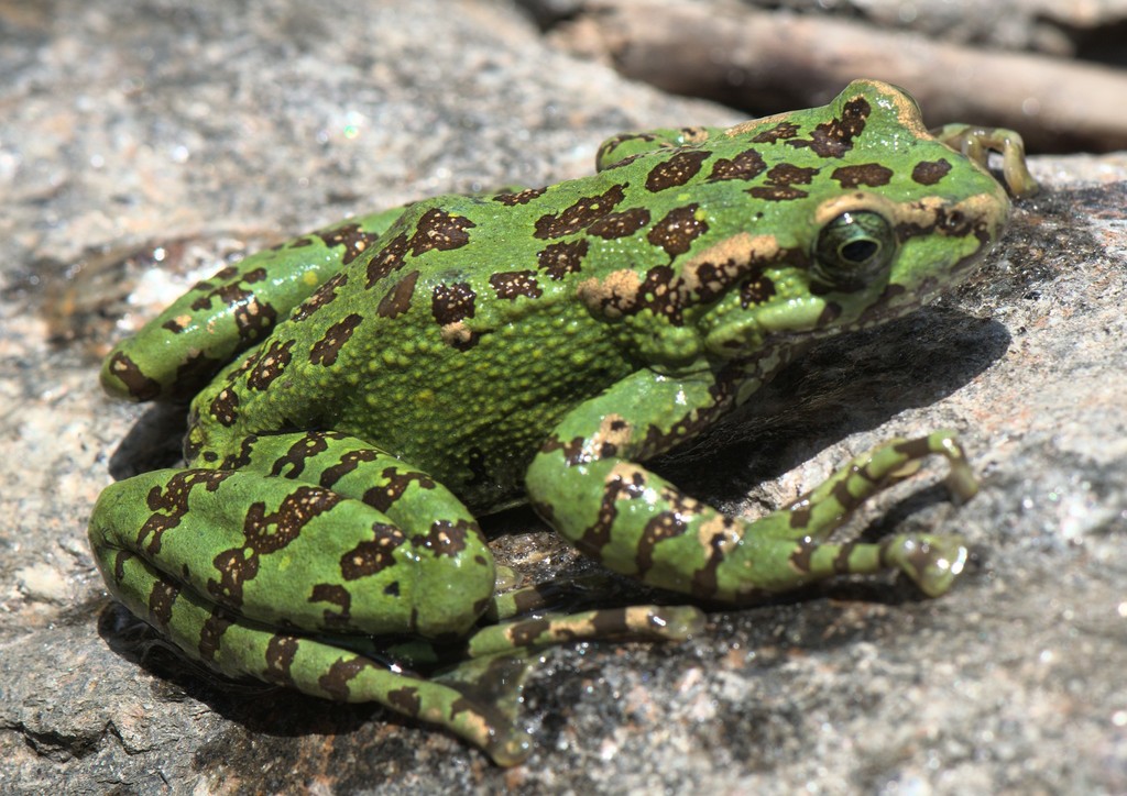 Beautiful Torrent Frog from Bheema Udiya, Munsyari, Uttarakhand 262554 ...