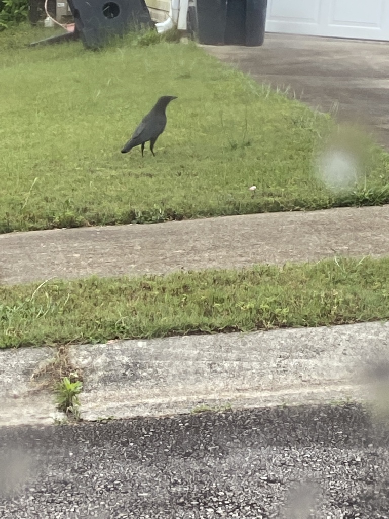 American Crow from Weatherford Way, Villa Rica, GA, US on May 26, 2022 ...