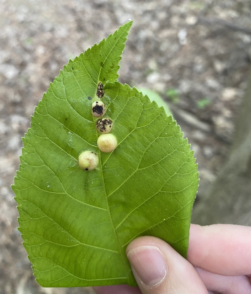 Phylloxera caryaeglobuli from N Triphammer Rd, Lansing, NY, US on May ...