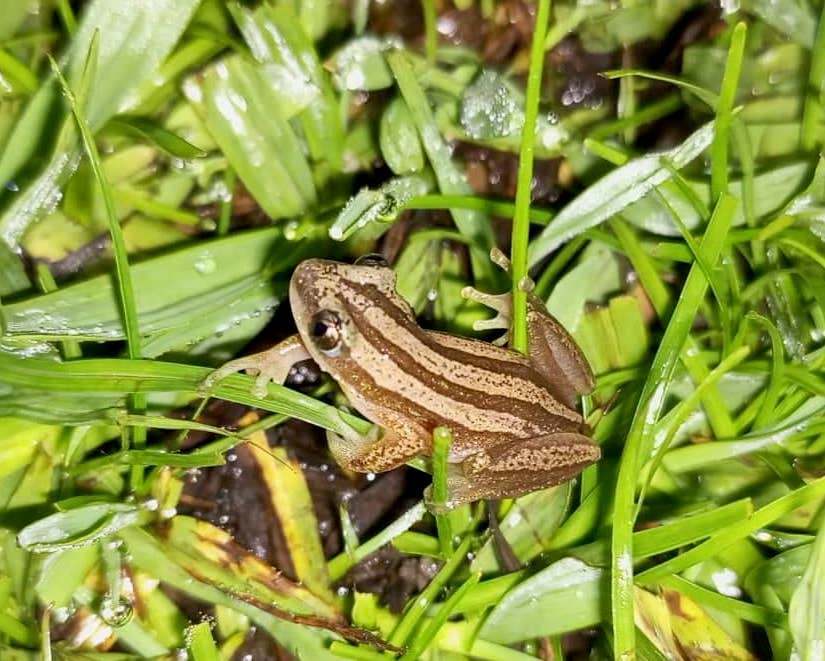 Banded Banana Frog from Upendo Conservation Area on May 9, 2022 by ...