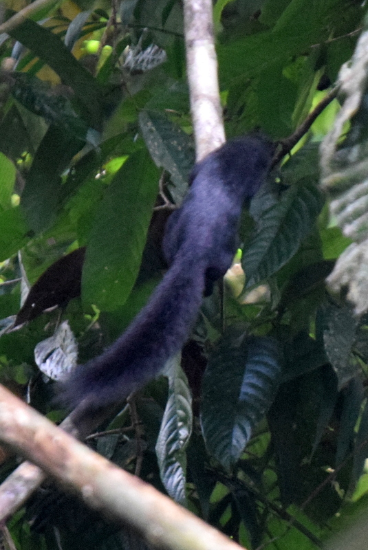 Black Prevost's Squirrel (Callosciurus prevostii pluto) - Know Your Mammals