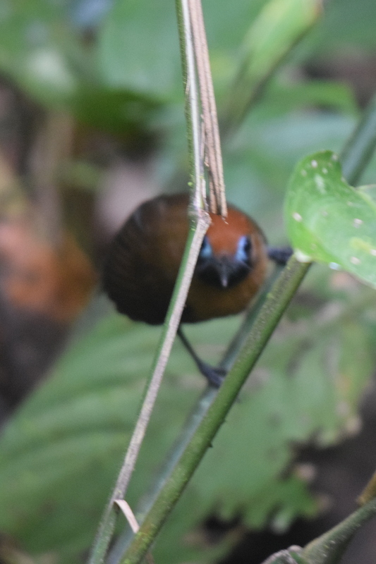 Macronus ptilosus Jardine & Selby, 1835