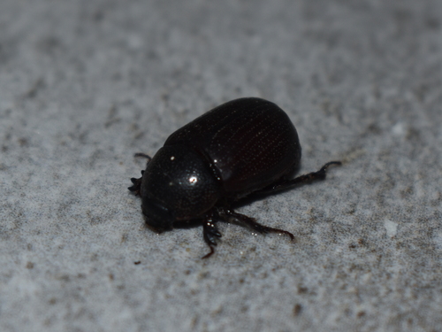 Tomarus fossor · iNaturalist