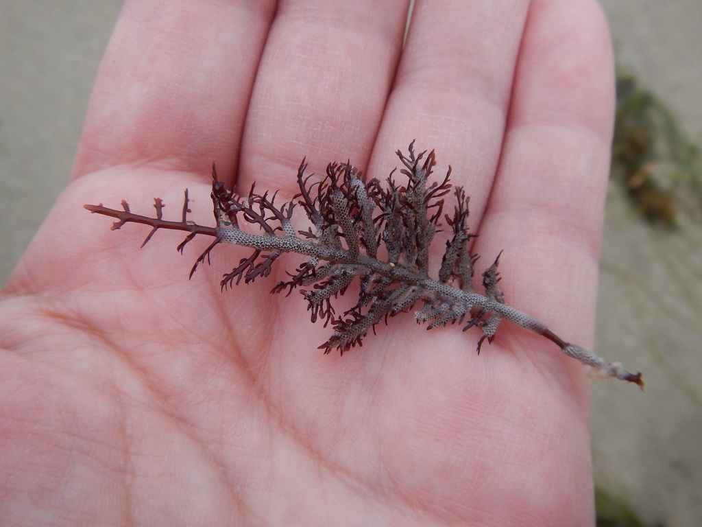 Jellyweeds (Gelidium) - Botanical Realm