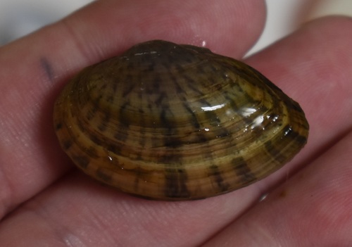 Fawnsfoot (Bivalves of the United States Pt.2) · iNaturalist